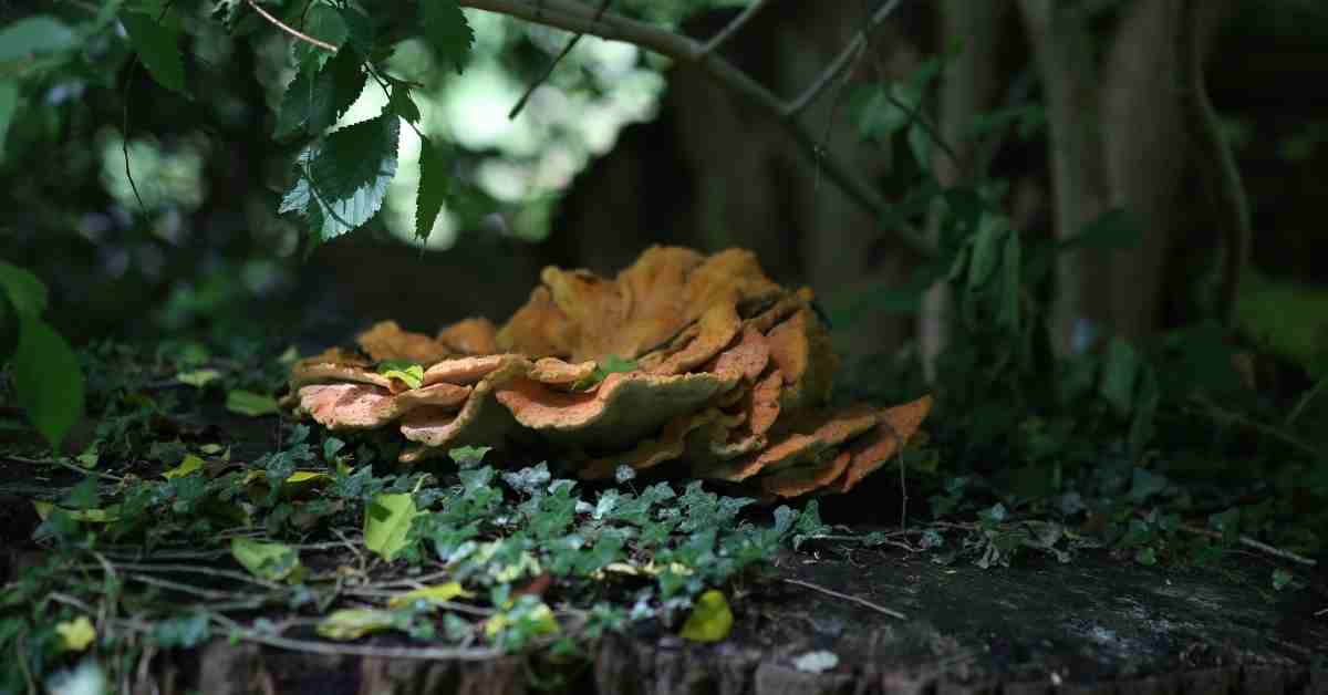 Nurturing our natural health service - Green Health, NHS Lothian Charity