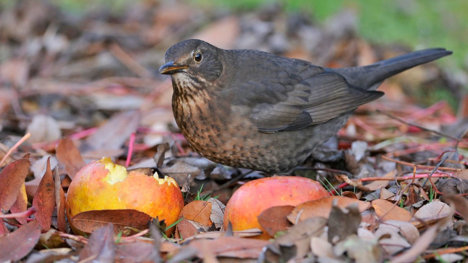Royal Edinburgh Hospital - Green Health, NHS Lothian Charity