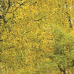 Royal Edinburgh Hospital - Green Health, NHS Lothian Charity