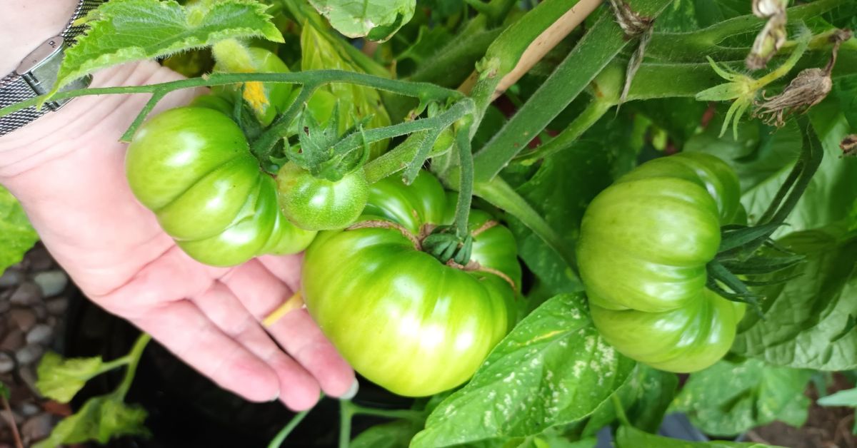 Supporting Sustainable Healthcare: NHS Lothian Staff Take Action on ...